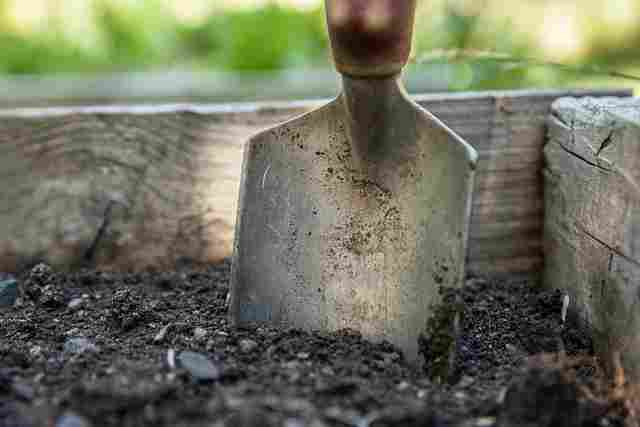 When To Plant Onion Sets In Zone 8a? (And 8 Things To Look For) | Your ...